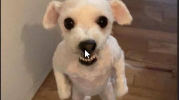 Самое смешное с собаками....#лучшие видео#видео#видео бесплатно