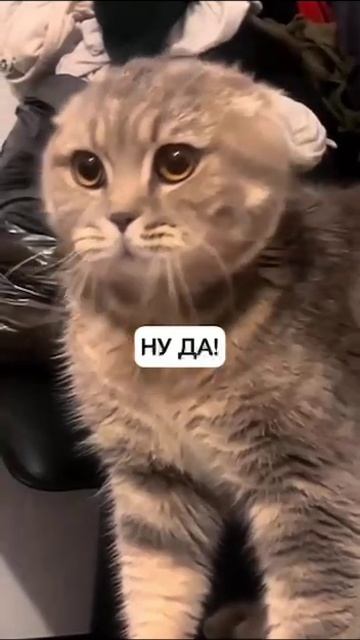 Добегался 🤣