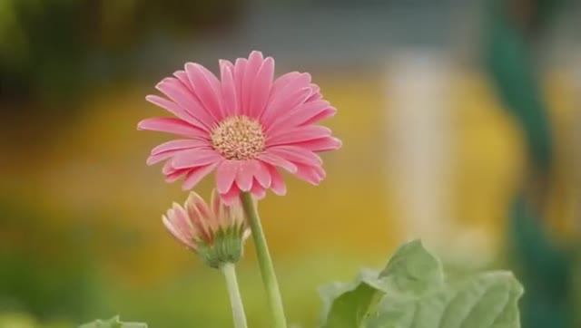 Час расслабляющей музыки для снятия стресса, медитации, сна, релаксации, исцеления