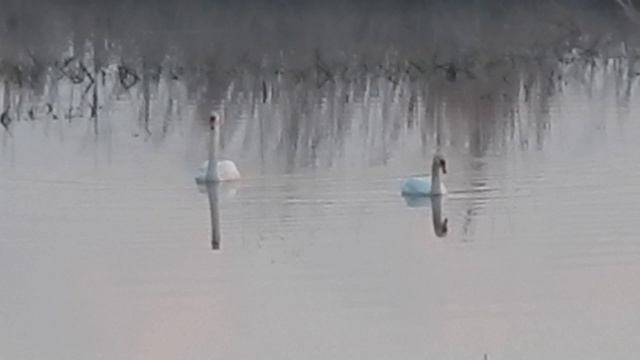 Дикие Лебеди в дикой природе на рассвете