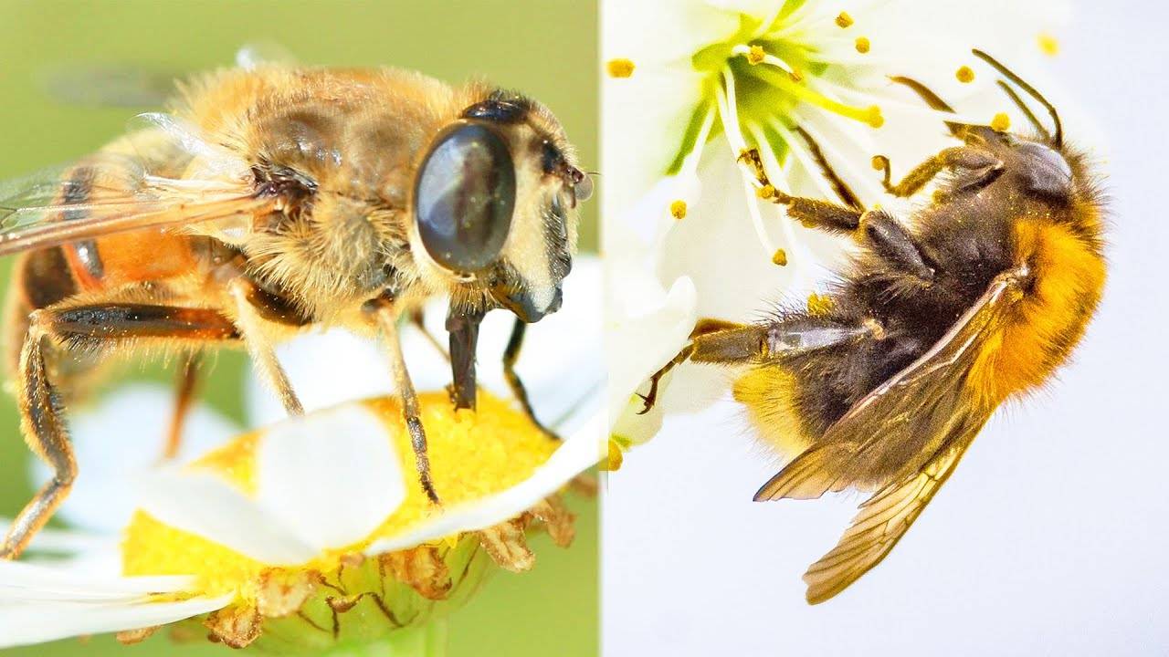 ИНТЕРЕСНЫЕ ФАКТЫ ПРО НАСЕКОМЫХ