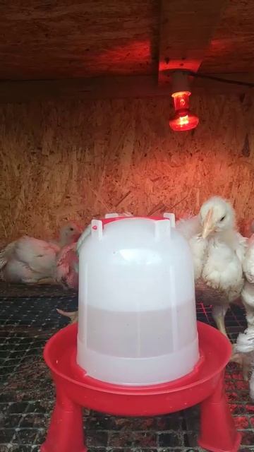 Поилка Gaun ECO 1,5 л с ручкой на ножках