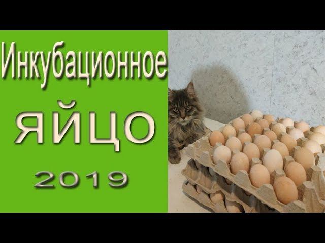 Инкубация яиц