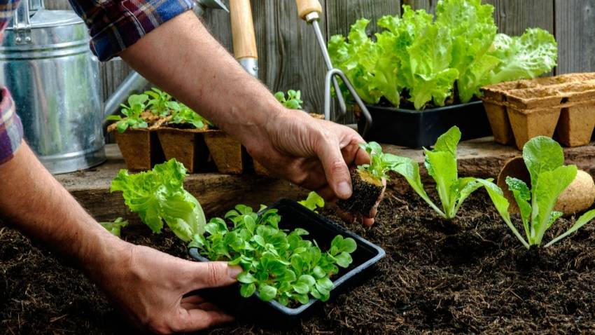 Поддержание ресурсности организма. Весенние работы в саду