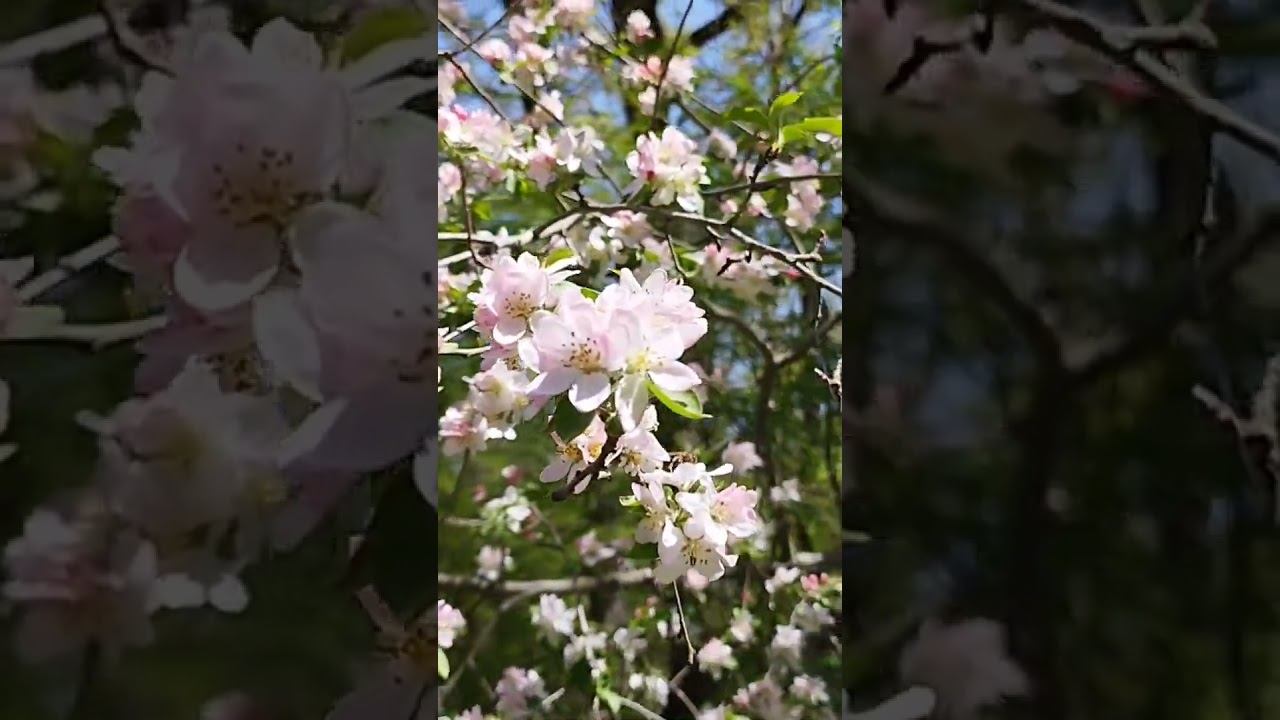 вау! #болгария #жизньвболгарии