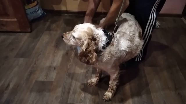 МОМЕНТЫ ИЗ ЖИЗНИ НАШЕГО ПИТОМЦА