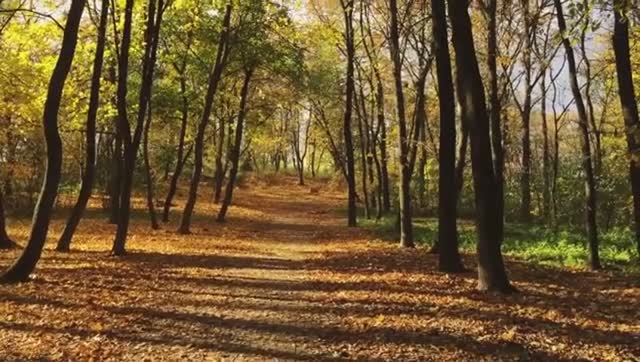 Медитации для сна, Озноба от стресса и токсинов лечебная смотреть