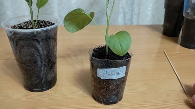 Что даст подсыпка грунта в рассадные стаканы