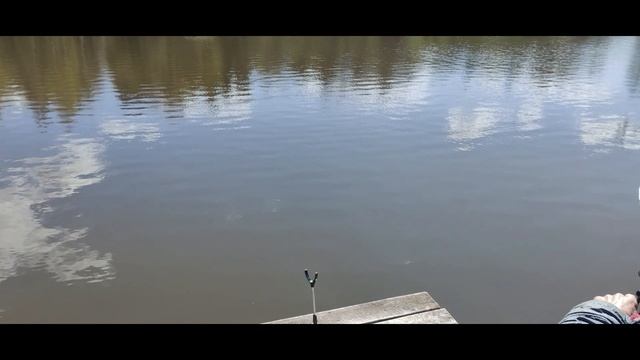 Карп на фидер