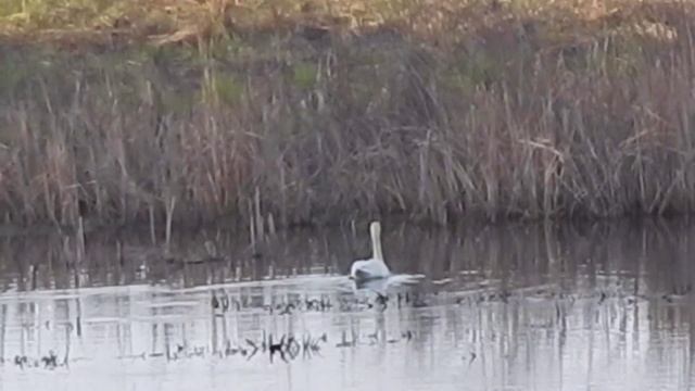 Дикие Лебеди в дикой природе 1