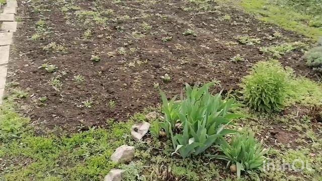 Пирожки с луком и яйцом / Посадки на даче / Что готовлю на даче / Что растет на участке в апреле