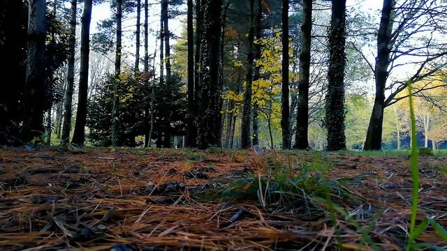 Переход прямоугольники конец сцены. Хромакей Футаж  transitions, chromakey, footage