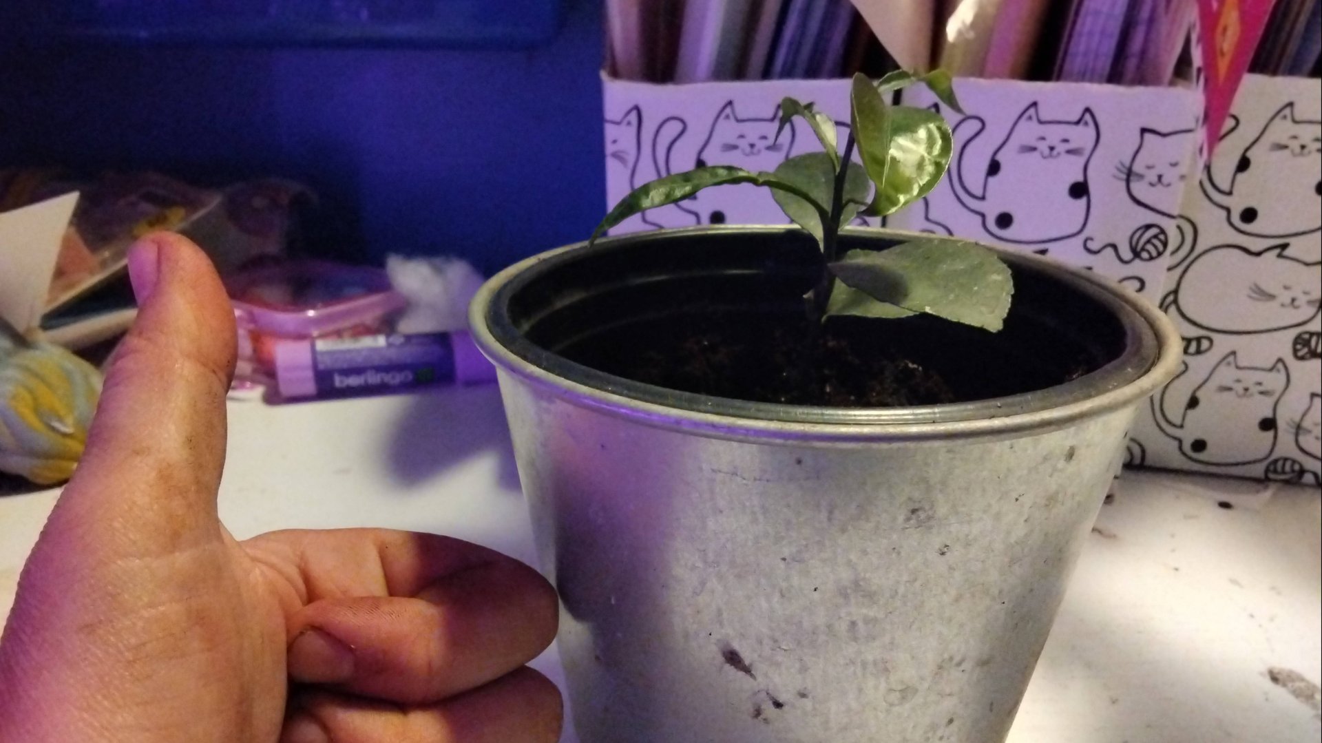 Сажаем мандарин из косточки. Как вырастить мандарин из косточки в домашних условиях?