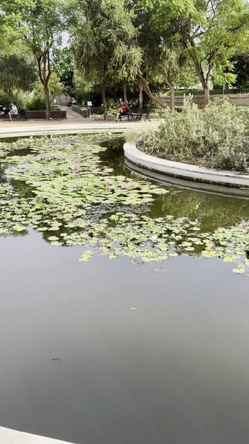 29 Затянуло гадкой тиной