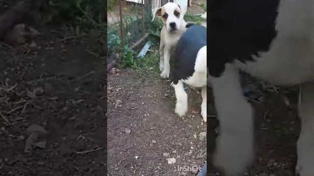 67 Древняя связь с человеком