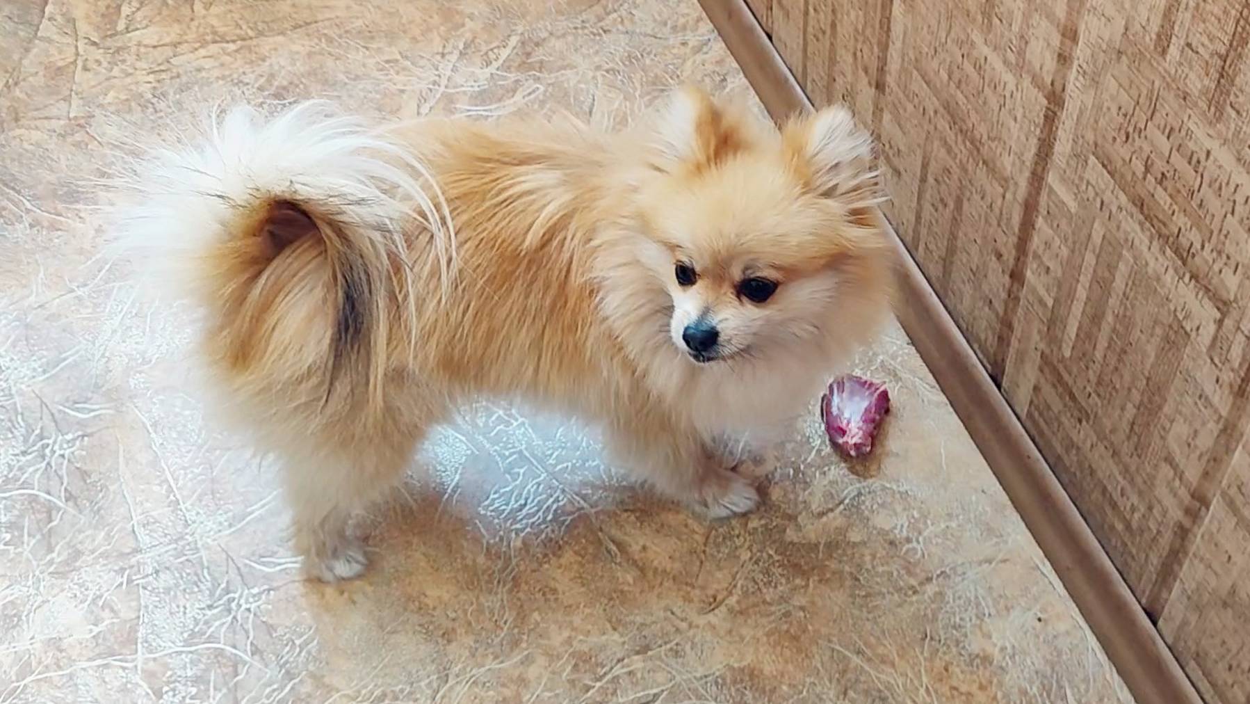 Дикий завтрак дикого лиса. Померанский шпиц Фокс. Натуралка, новый уровень