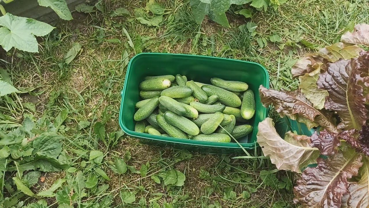 Если ОГУРЦЫ перестали ПЛОДОНОСИТЬ.