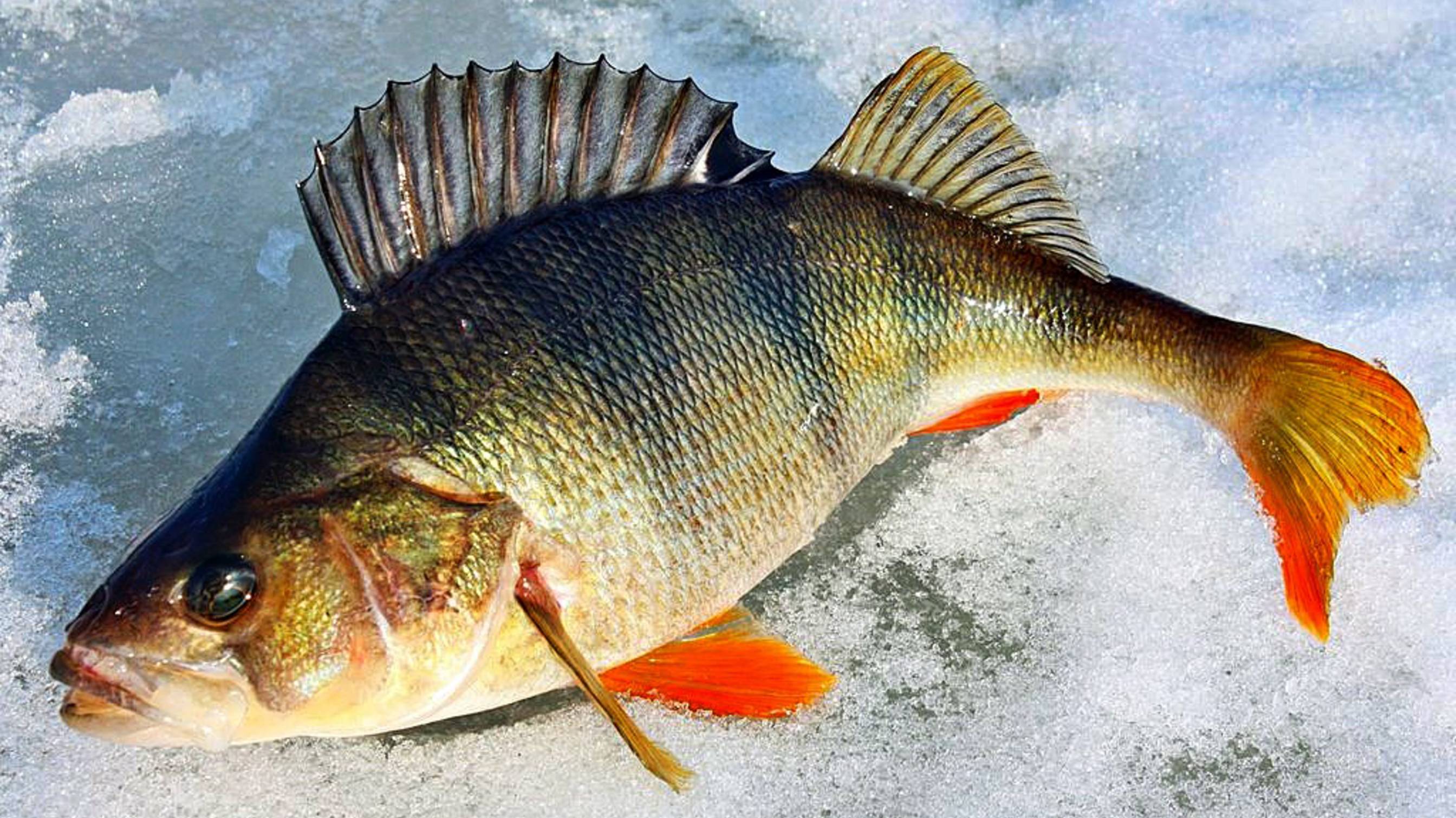 Окунь, как быстро почистить_ Меня научил муж, теперь только так 👍👍👍