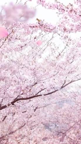 KGM Tivoli. Почему Все Сходят С УМА По Этому Корейскому Внедорожнику? #tivoli #сакура #suv