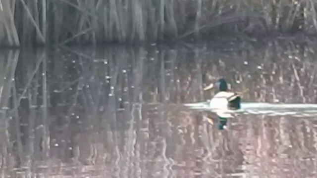 Утки на рассвете