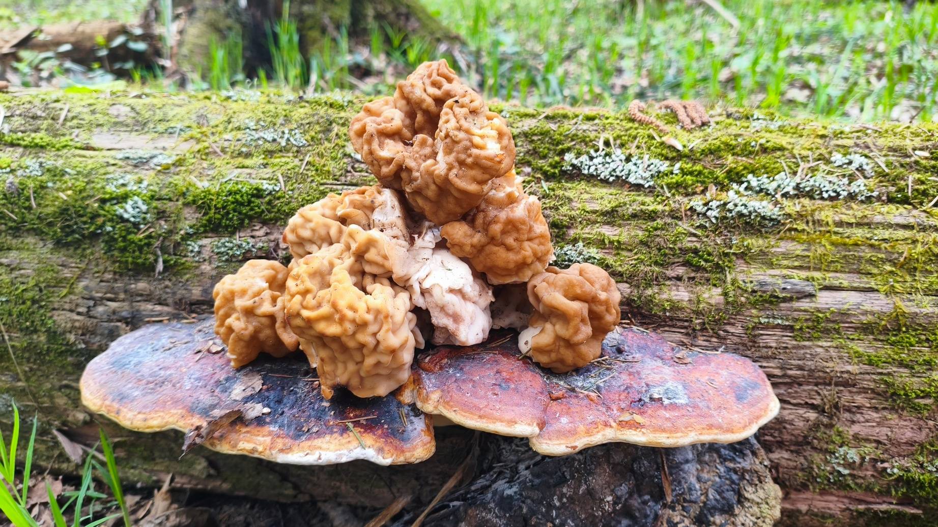 Где искать грибы строчки в лесу?