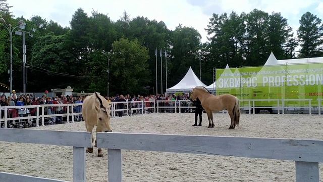 Нина Принц, мастер-класс: разговор с лошадью и работа с ней без вспомогательных средств