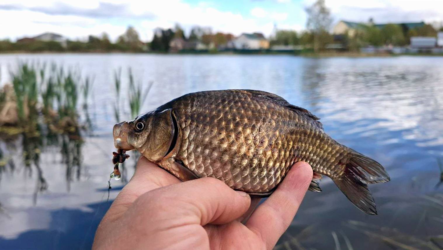Ловлю карася на фидер. Карась клюёт на червя и опарыша. Прикормка самодельная: пшено+горох #рыбалка