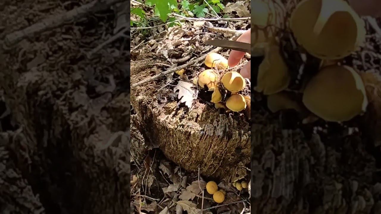 что желтеется? #болгария