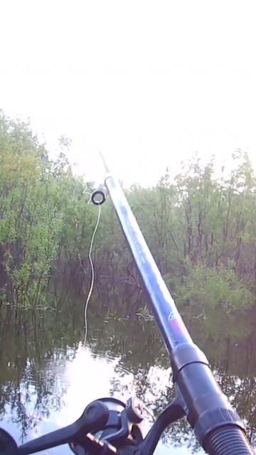 Через кусты за карасем. Выловил его.