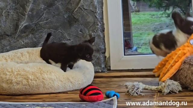 Длинношёрстный мальчик чихуахуа шоколадного окраса. #чихуахуа #щенкичихуахуа #питомникчихуахуа