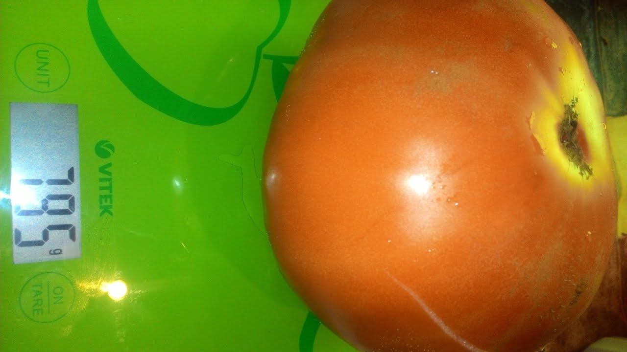 Опадают ЗАВЯЗИ на ПОМИДОРАХ. Что я делаю что бы сохранить цвет на томатах в теплице.