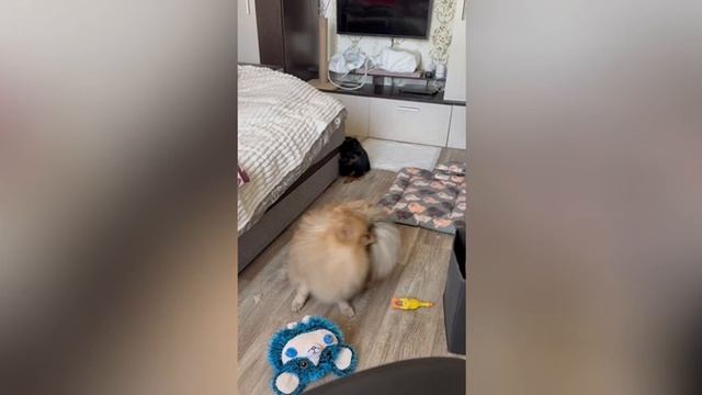 Щенячьи будни. Система охлаждения для собак. День рождения. Warpoint. Обновление гардероба. Пасха