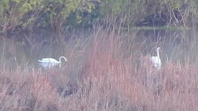 Дикие Лебеди в дикой природе 4