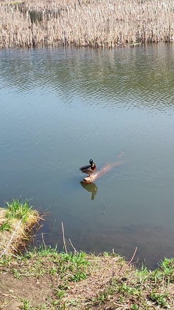 Весенняя Москва. Черемуха. Белочка и орешек. Уточка. Апрель 2025