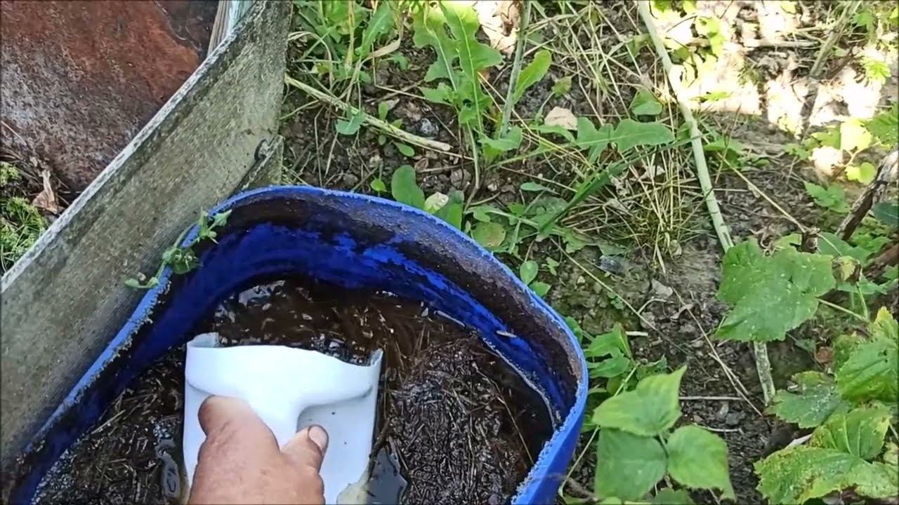 Чем удобрять помидоры для хорошего урожая.