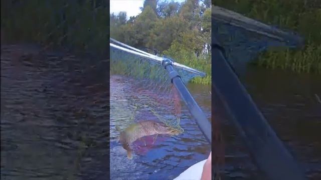 Щучий беспредел. Заглотила весь воблер.