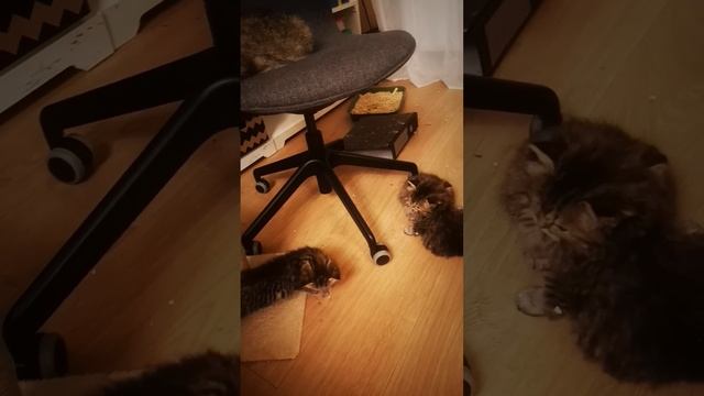 Муся и котята январь 2023 г