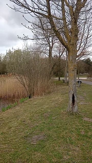 Тропарь греческий честному и животворящему Кресту Господню