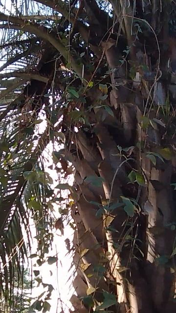 Дендрарий в Сочи - Красивейший парк. Белка прыгает по Пальмам