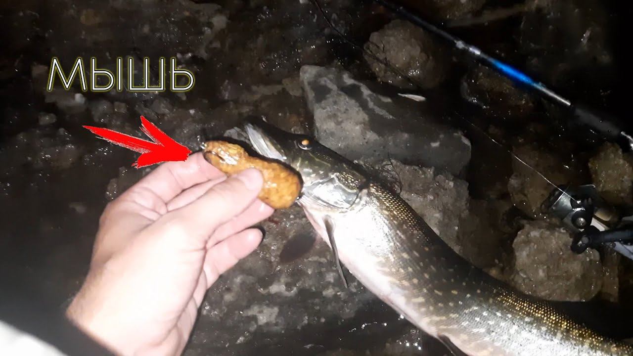 Рыбалка на спиннинг. ЩУКА НА  МЫШЬ ночью. р.Каква
