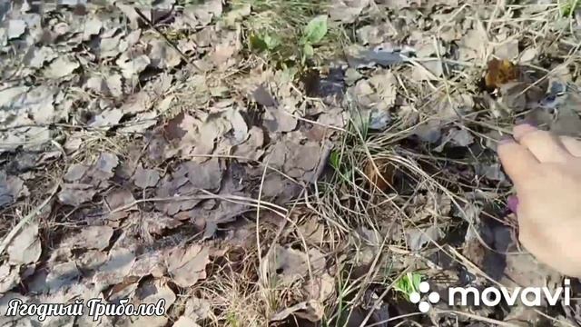 ❗СБОР СТРОЧКОВ И СМОРЧКОВЫХ ШАПОЧЕК ПРОДОЛЖАЕТСЯ 🍄 16.04.2025 г. Курская область❗