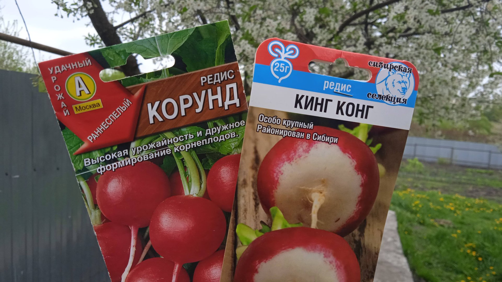 29.4.25г. Сею РЕДИС сорта КИНГ КОНГ и КОРУНД!!!  ЖУЛИК Помогает!!!   Холодно!!!