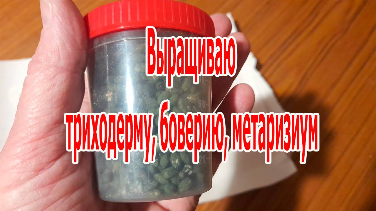 Выращивание триходермы, боверии ,метаризиума в банках