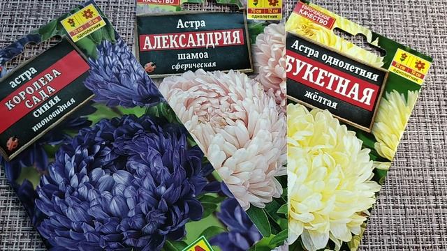 Какие сорта высркорослых астр украсят сад в следующем сезоне