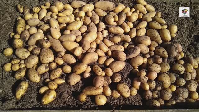 Выращивание картофеля в мешках,результат