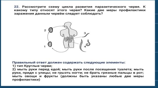 Белан Н.А. - Биология