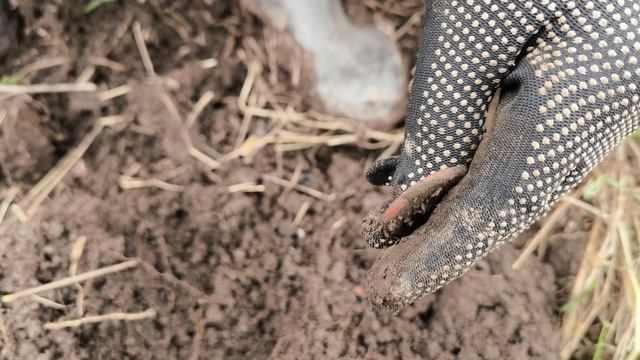 Коп по монетам на урочище