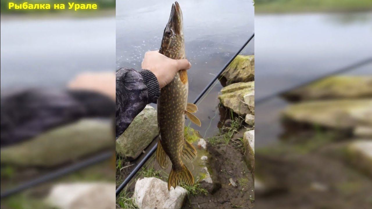 Ловим щуку на живца с поплавком 4К. Три поклевки-три щуки с места на реке Каква. Отличное открытие!