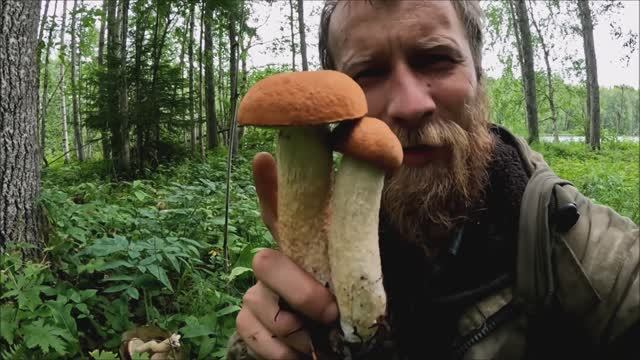 Грибы. Провалился в болото