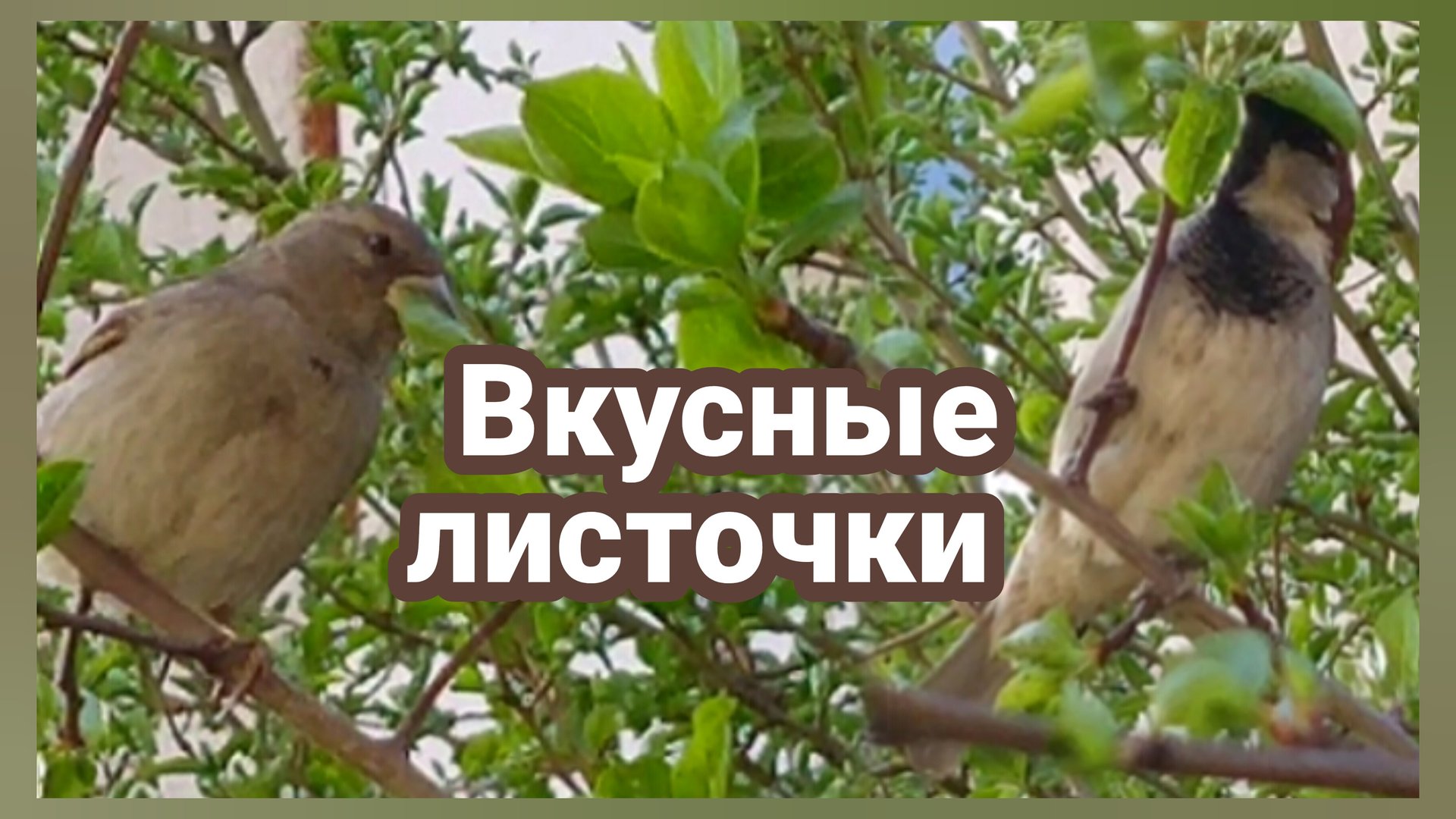 Воробьи завтракают